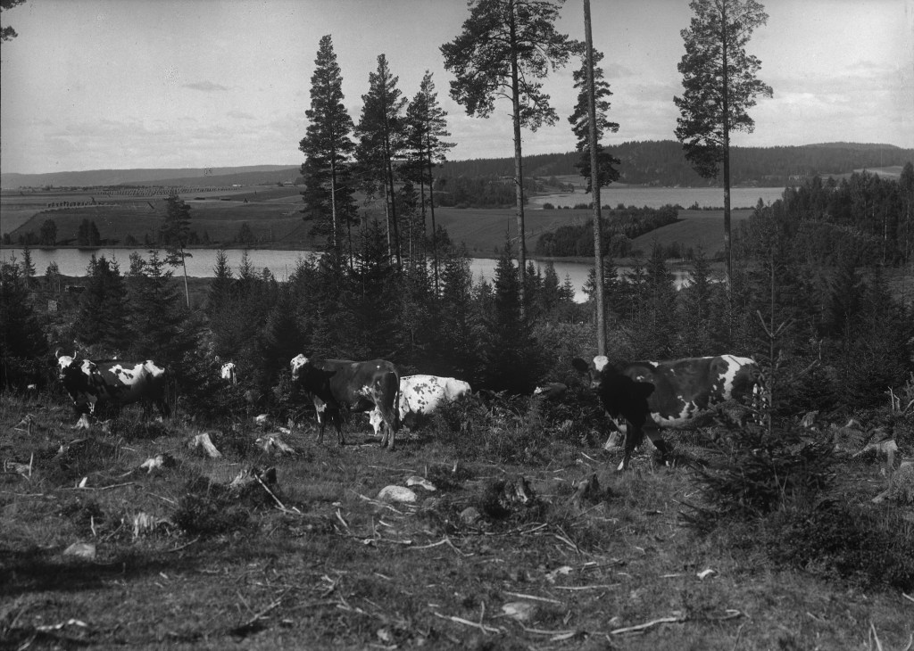 Verner, Hildur och döden – Peter Bergström